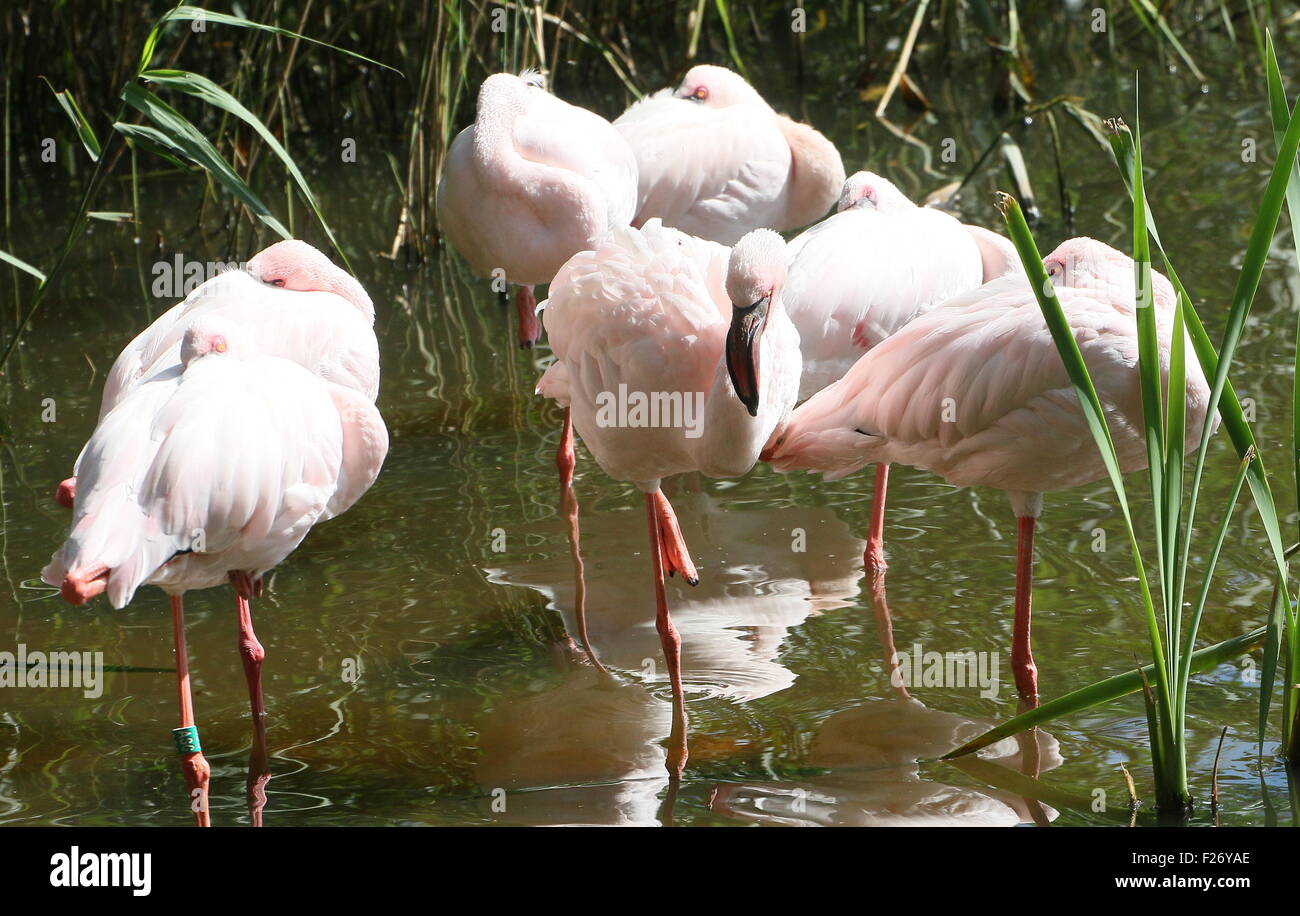 Group of African Lesser flamingos (Phoeniconaias minor) in closeup ...