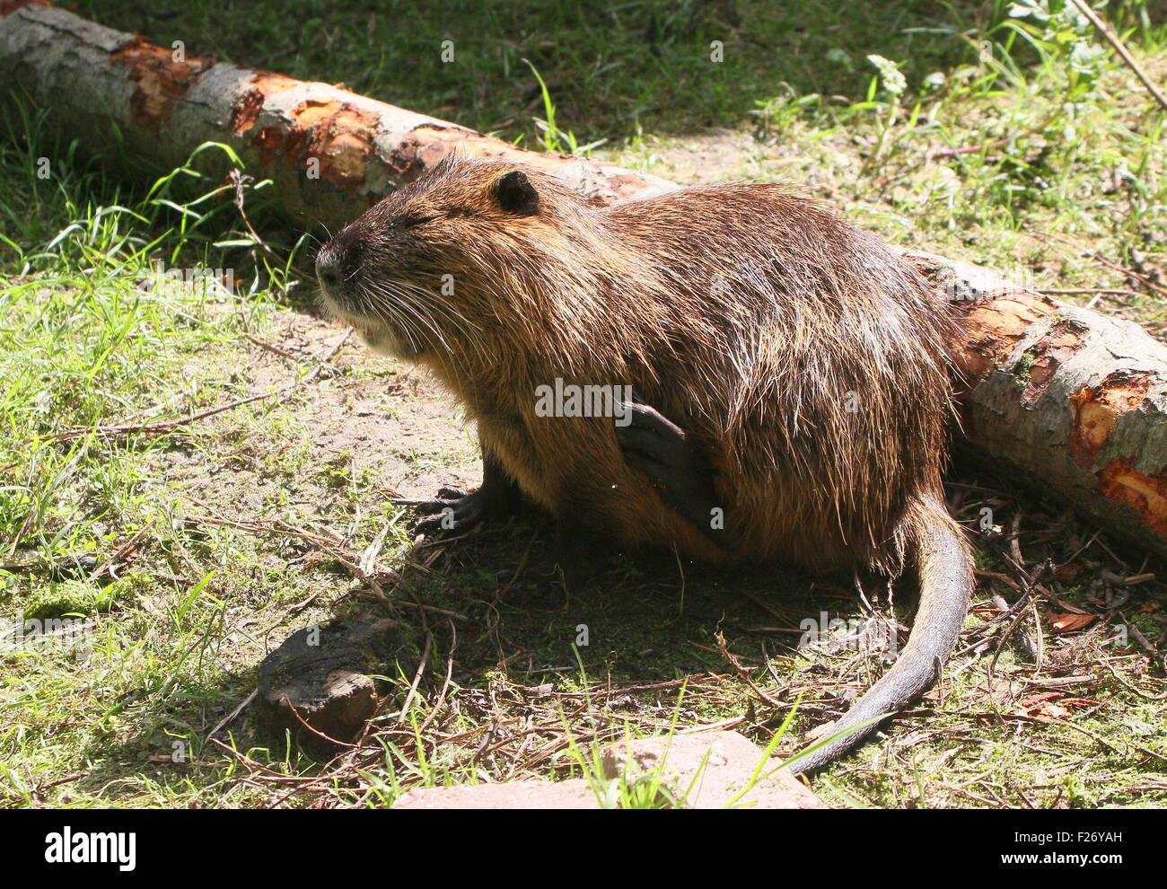South American Coypu or river rat (Myocastor coypus Stock Photo - Alamy
