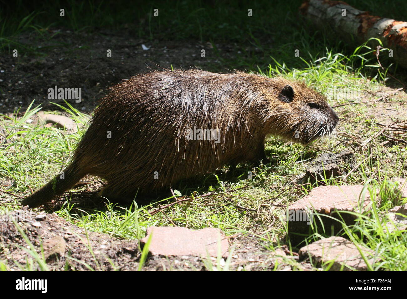 Native To Subtropical And Temperate South America High Resolution Stock ...