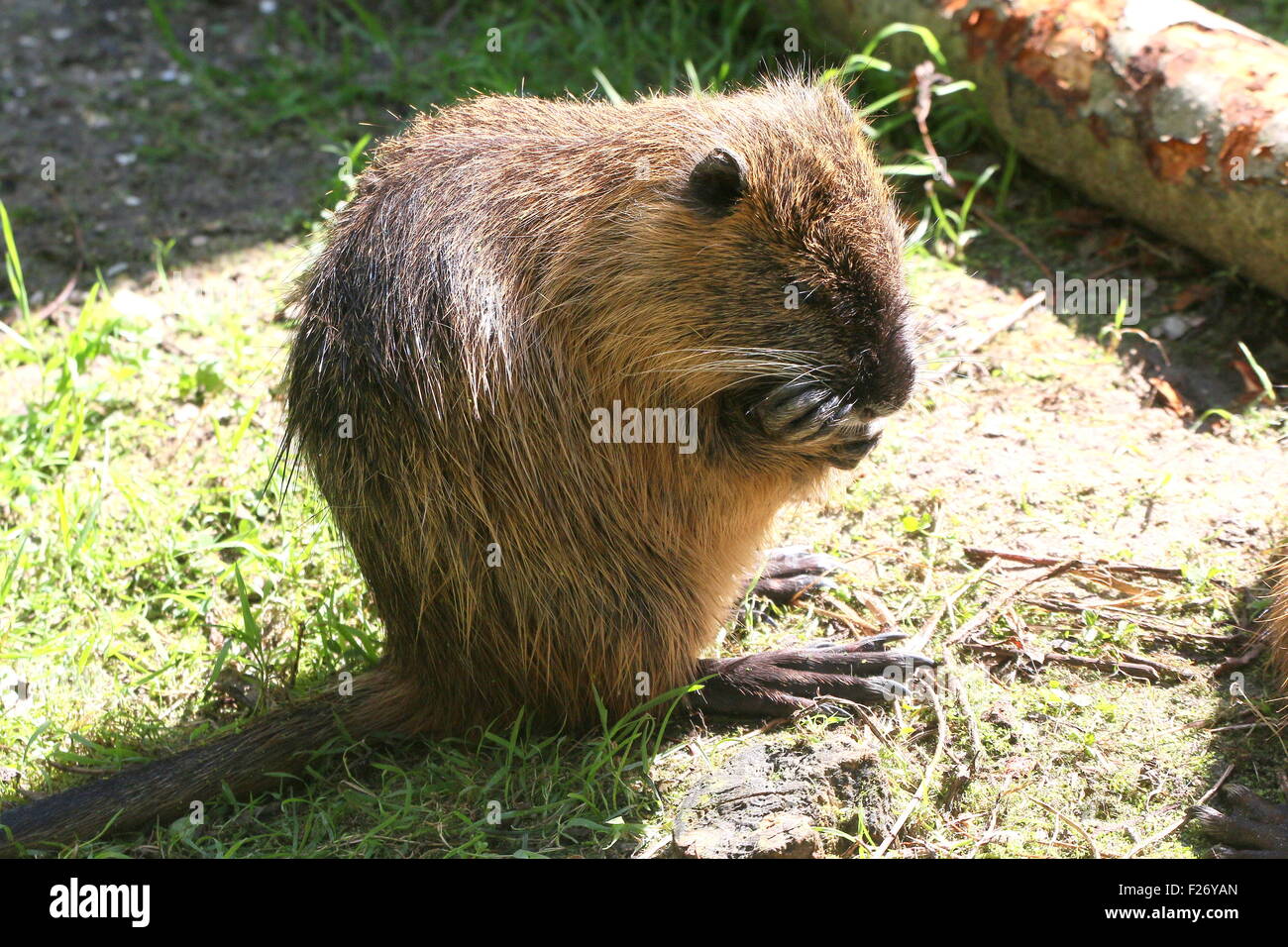 South American Coypu or river rat (Myocastor coypus) near the water's ...