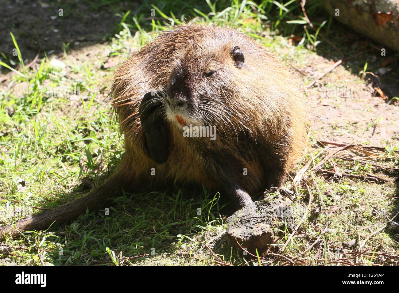 South American Coypu or river rat (Myocastor coypus Stock Photo - Alamy