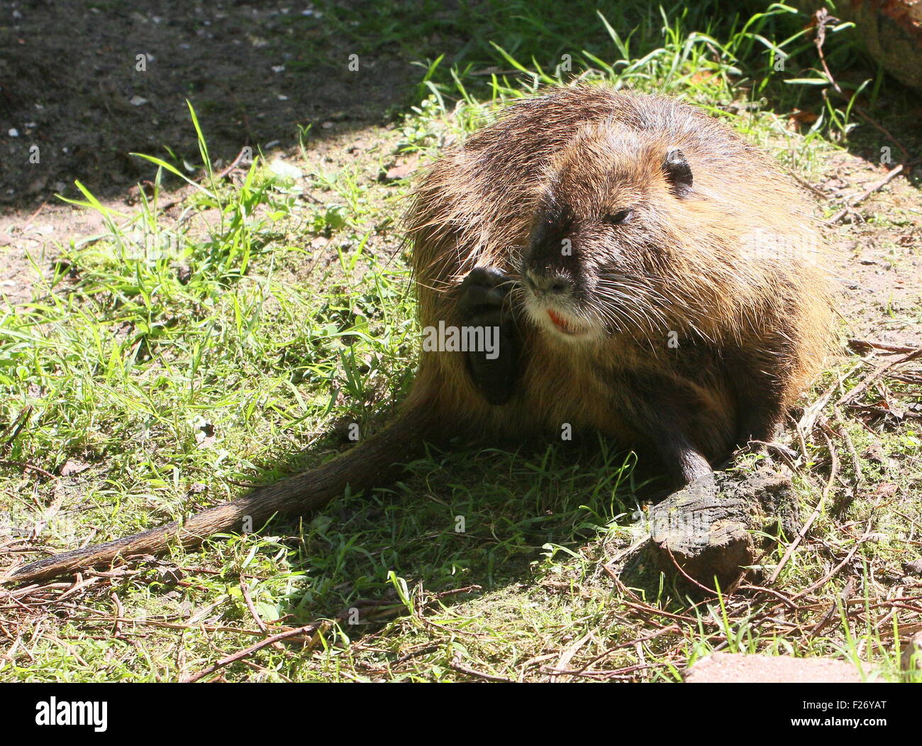 South American Coypu or river rat (Myocastor coypus Stock Photo - Alamy