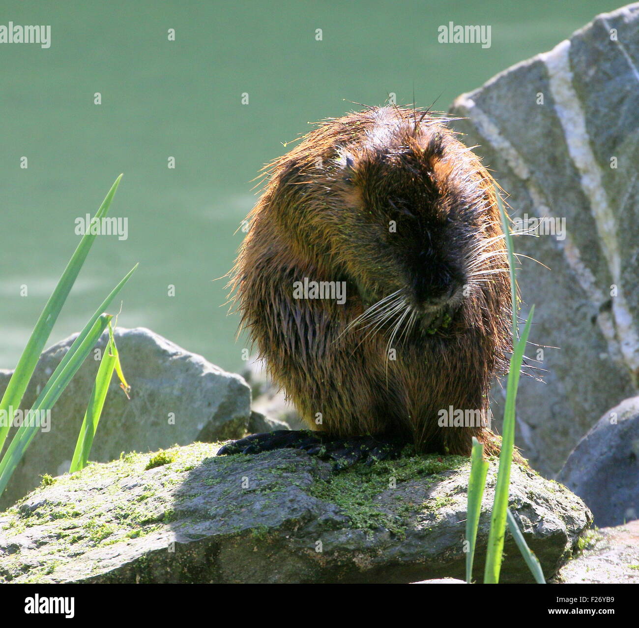 F26yb9 hi-res stock photography and images - Alamy