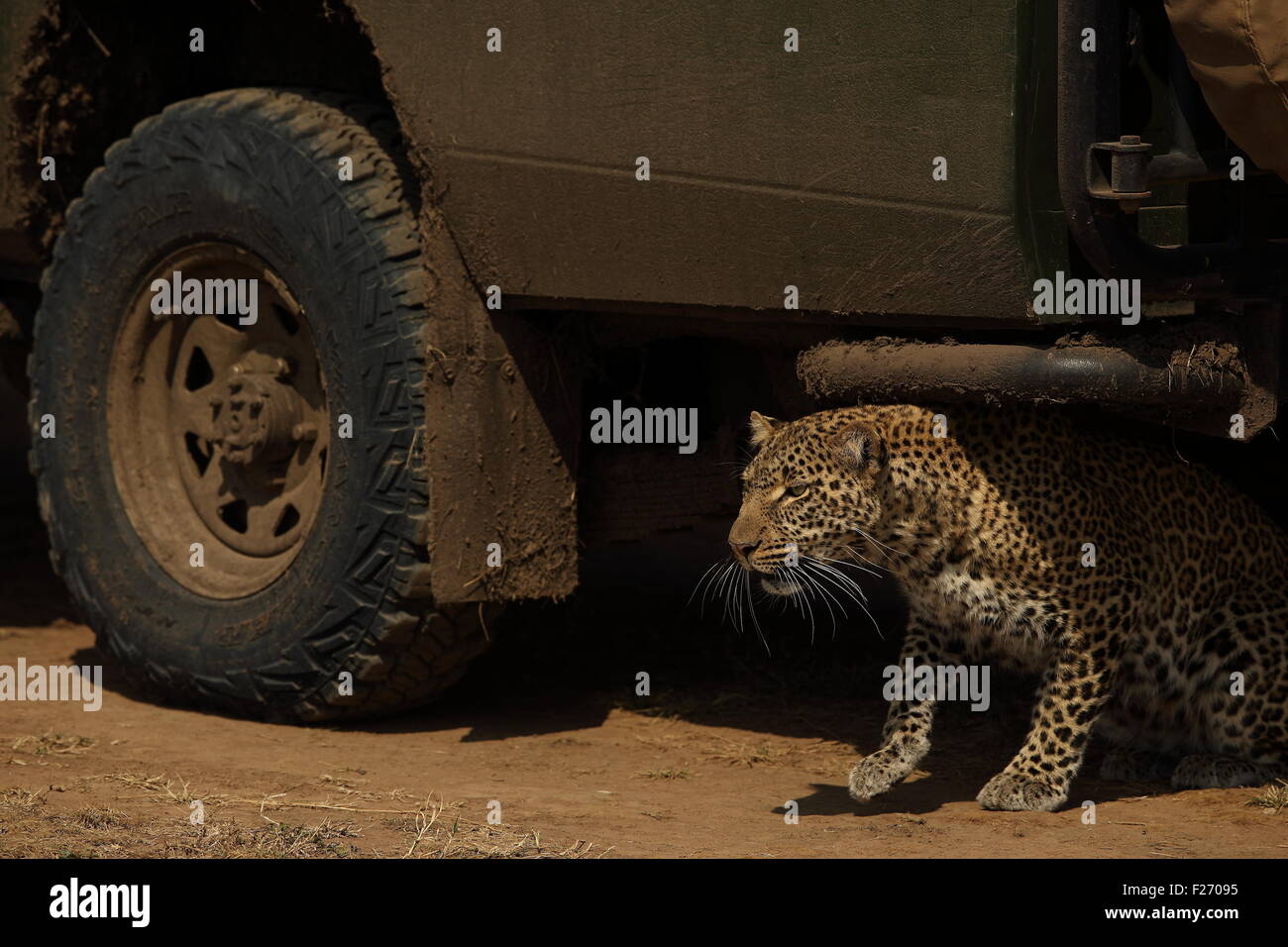 African leopard stalking prey masai hi-res stock photography and images ...