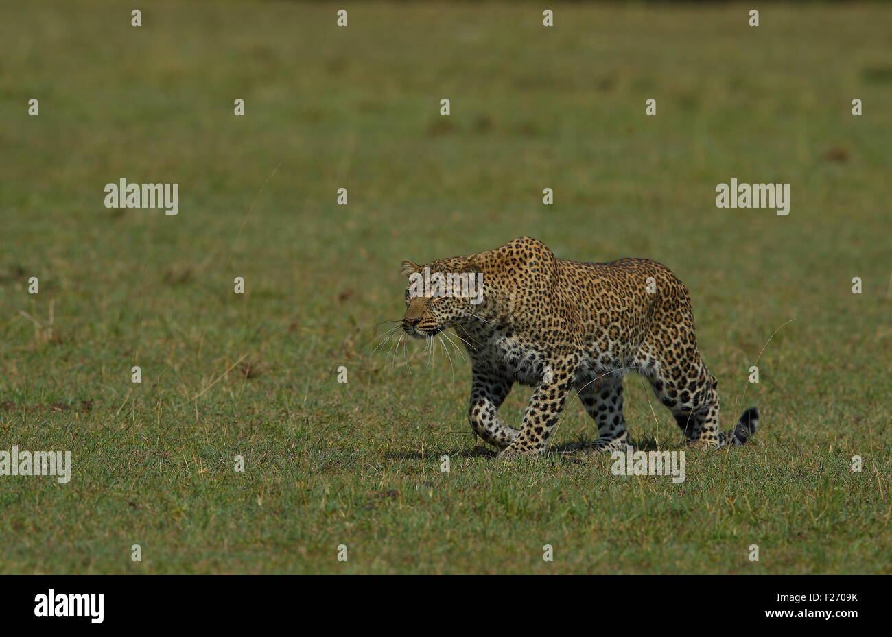 Leopard Stalking Prey High Resolution Stock Photography and Images - Alamy