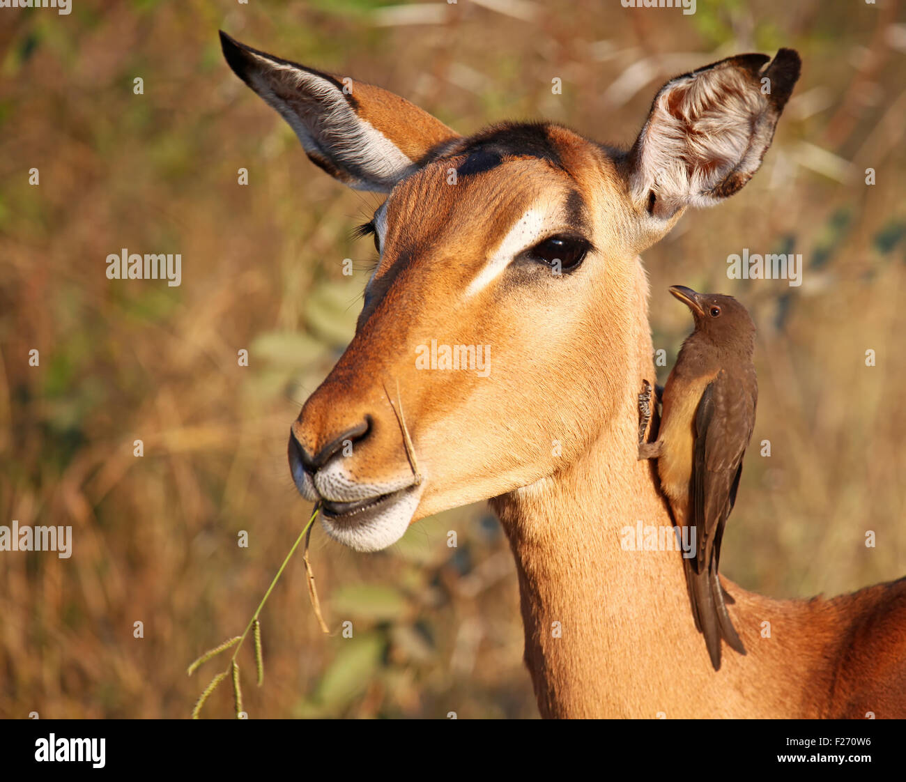 Oxpecker africa game park safari hi-res stock photography and images ...