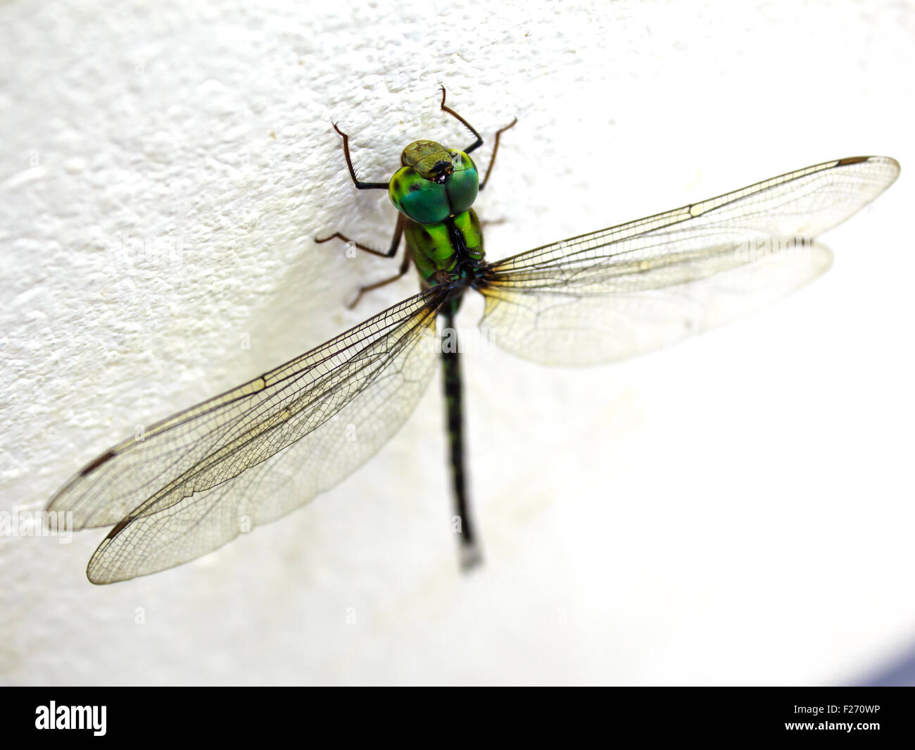 dragonfly on the wall in my house Stock Photo - Alamy