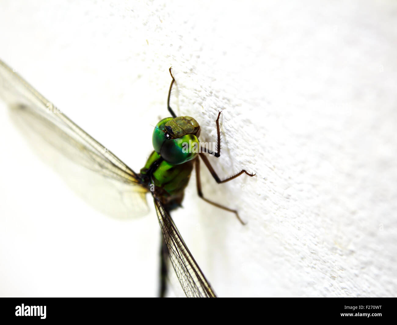 dragonfly on the wall in my house Stock Photo - Alamy