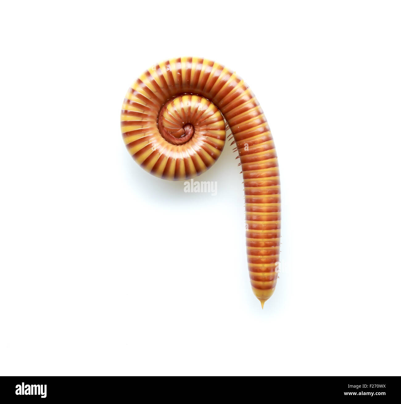 Millipede white background hi-res stock photography and images - Alamy