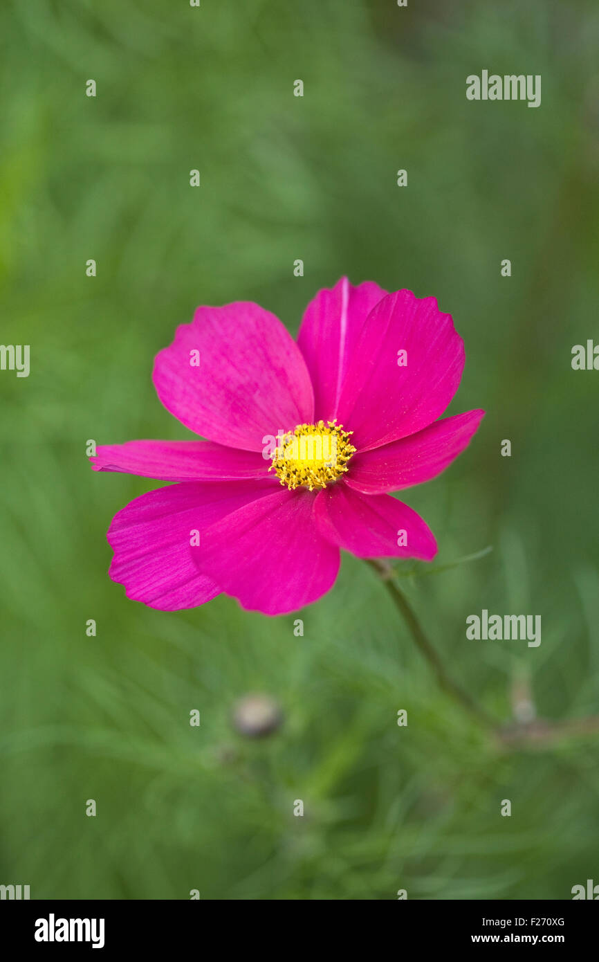 Cosmos flower pink hi-res stock photography and images - Alamy
