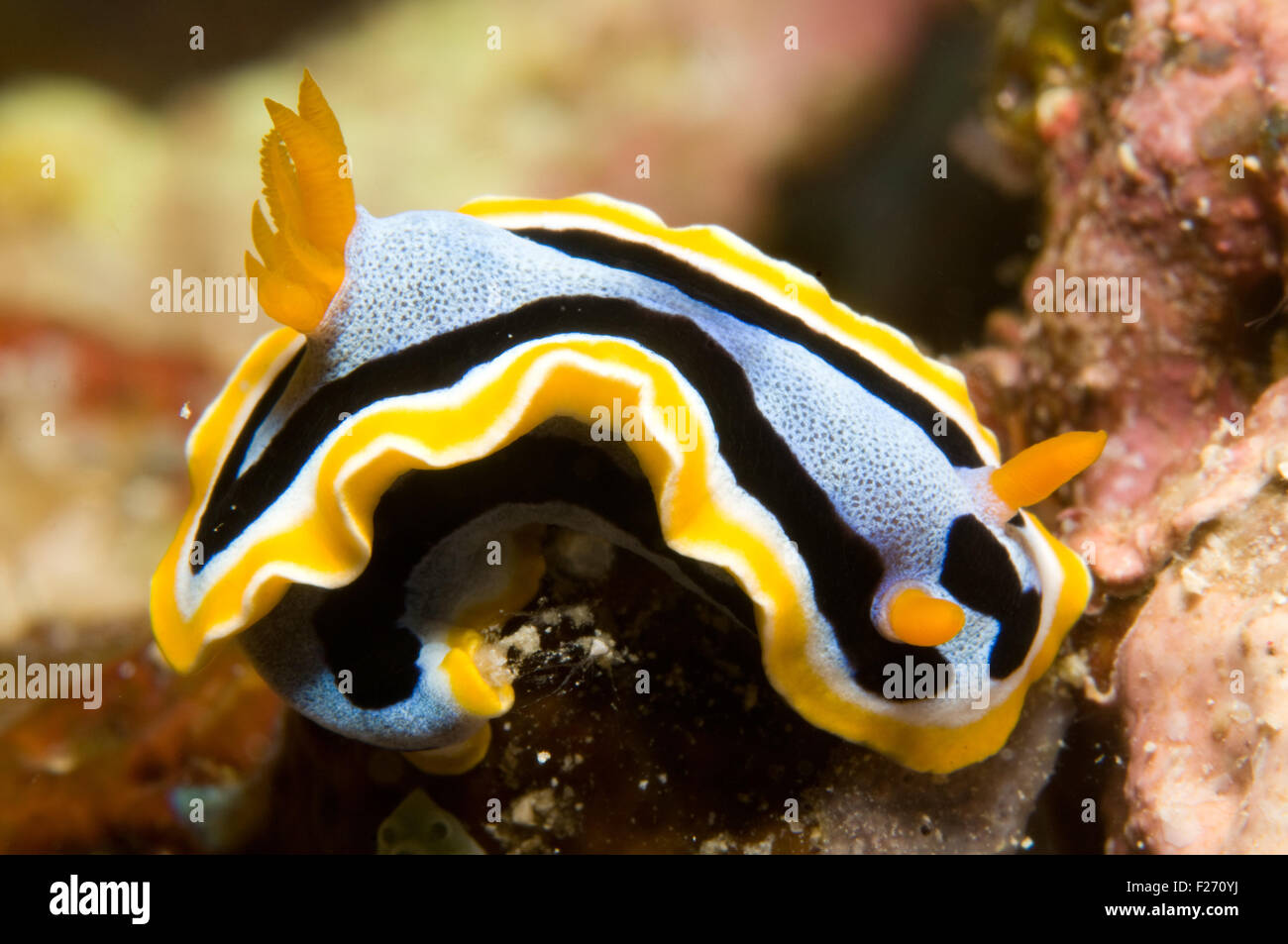 Nudibranch High Resolution Stock Photography and Images - Alamy