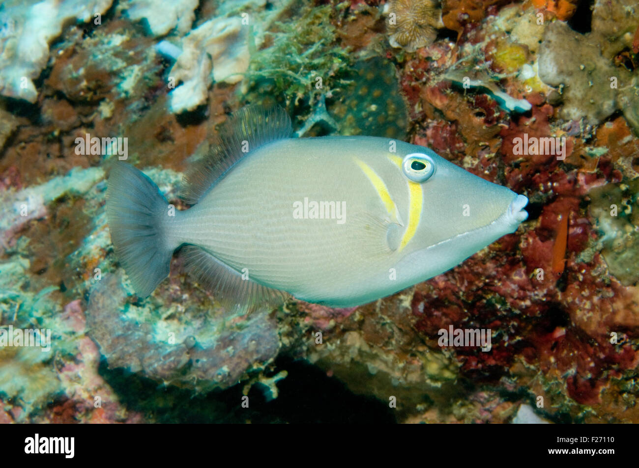 Triggerfish High Resolution Stock Photography and Images - Alamy