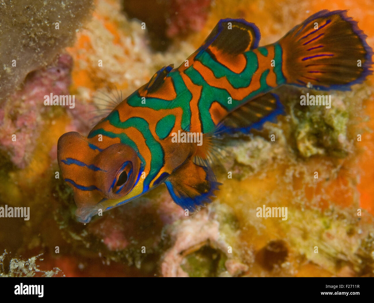 Mandarin fish hi-res stock photography and images - Alamy