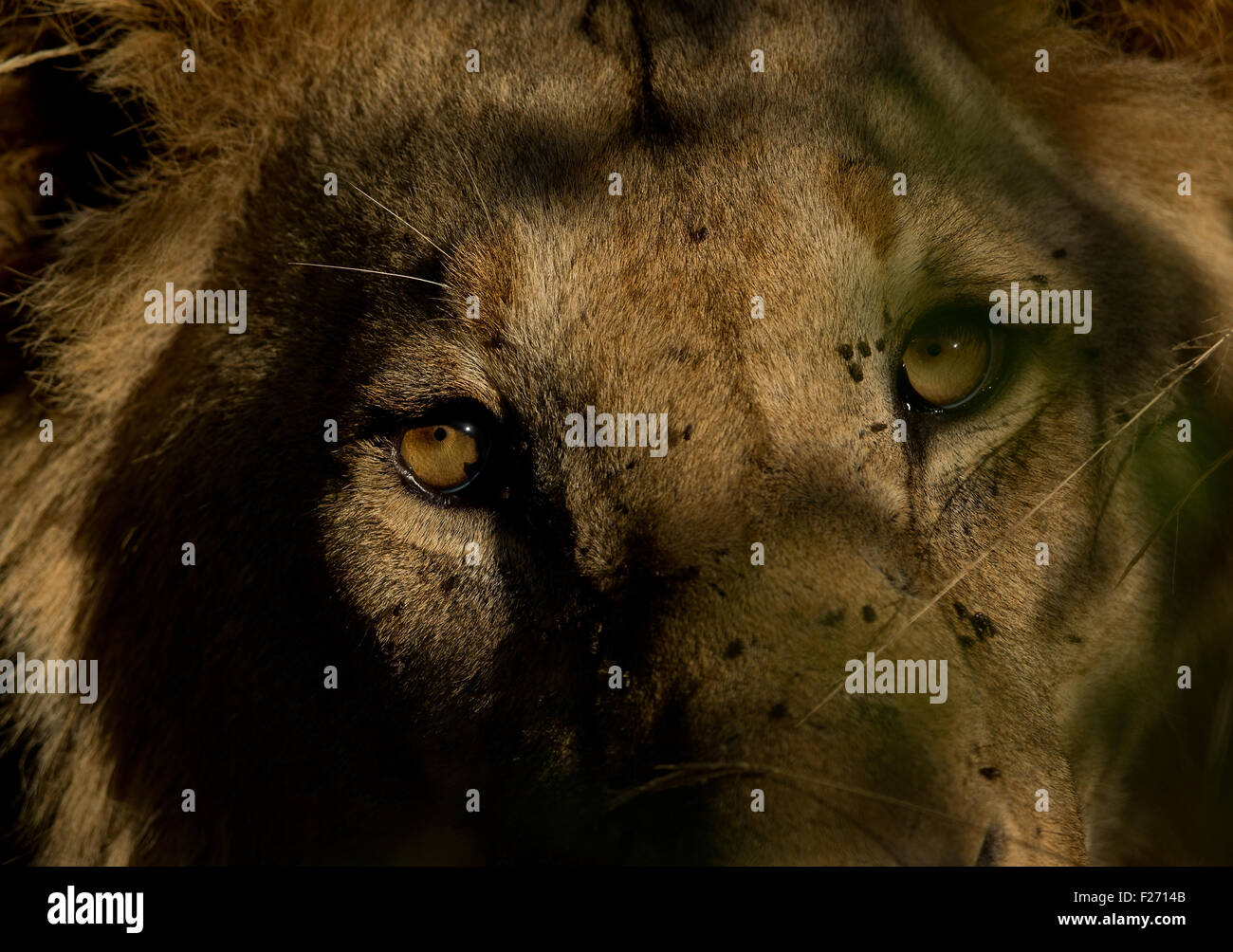 Lion and migration hi-res stock photography and images - Alamy