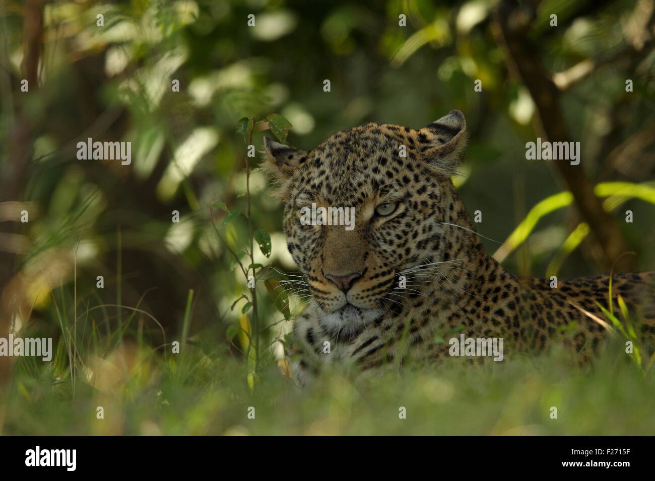 A leopard stalking for prey in Masai Mara Stock Photo - Alamy