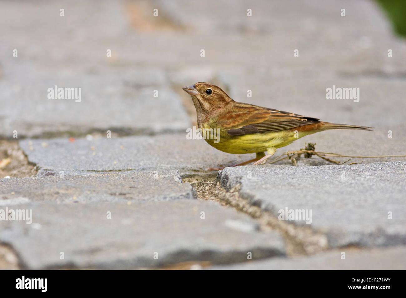 Chestnut Bunting High Resolution Stock Photography and Images - Alamy