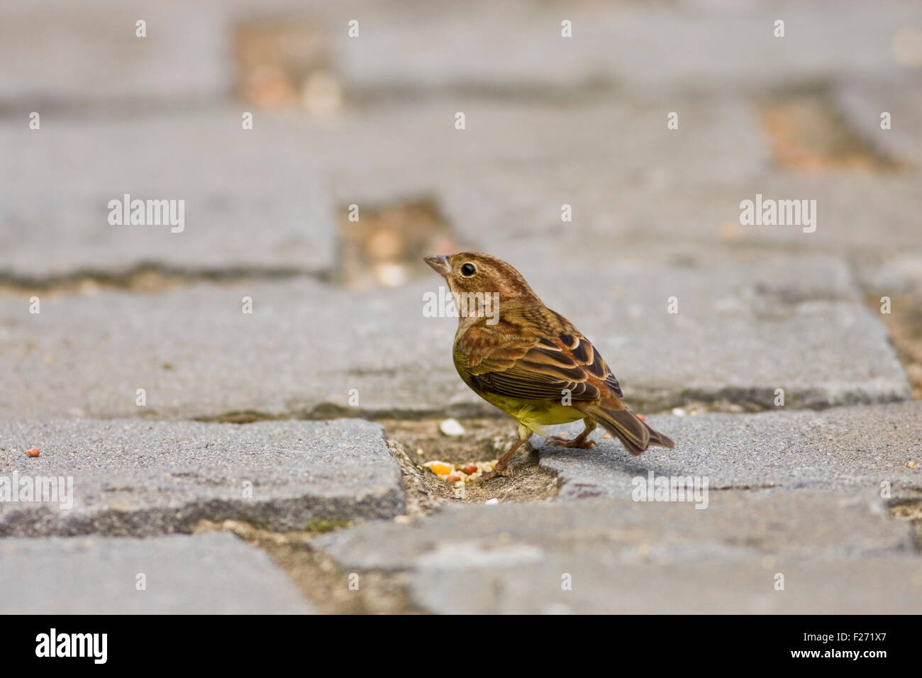 Chestnut Bunting High Resolution Stock Photography and Images - Alamy