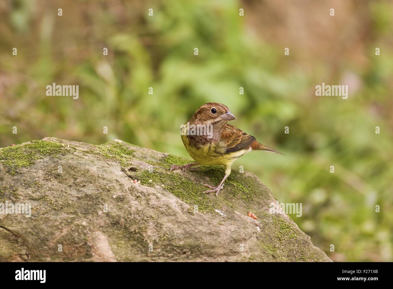 Chestnut Bunting High Resolution Stock Photography and Images - Alamy