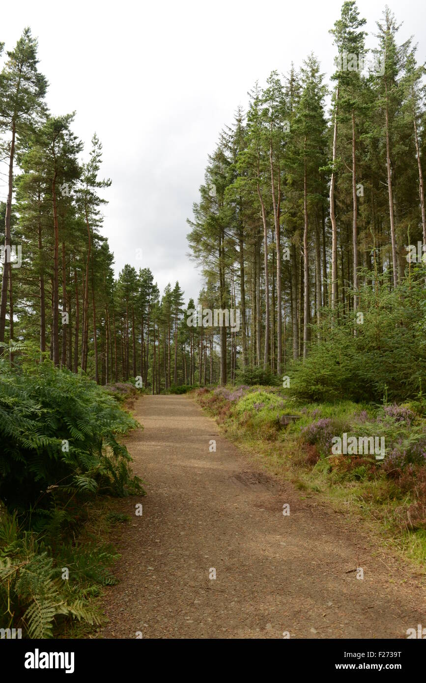 WALKING IN THE WOODS BESIDE KIELDER RESERVOIR, KIELDER, NORTHUMBERLAND ...