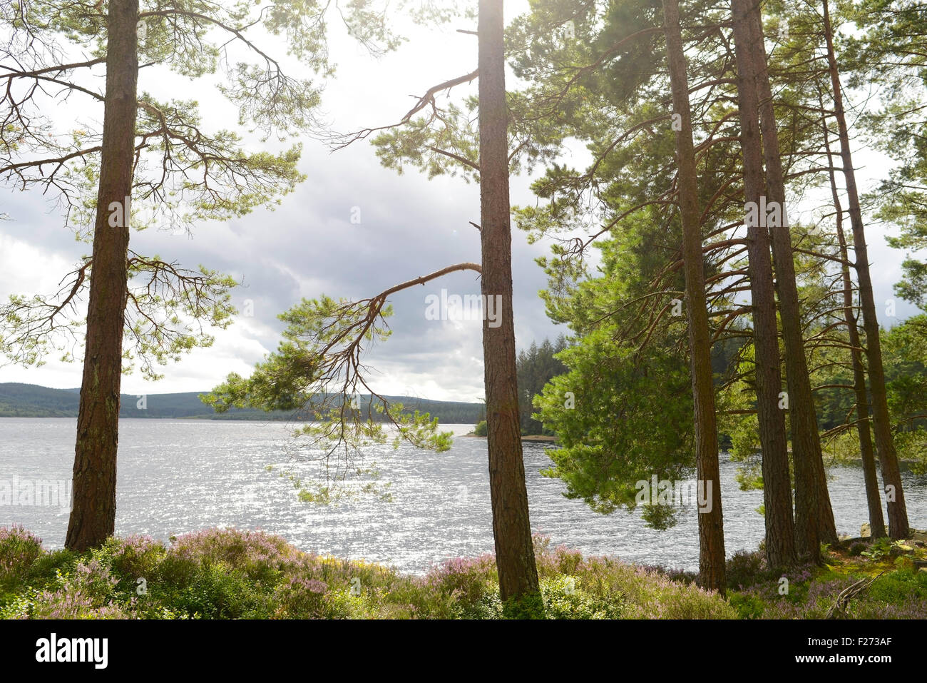 WALKING IN THE WOODS BESIDE KIELDER RESERVOIR, KIELDER, NORTHUMBERLAND ...