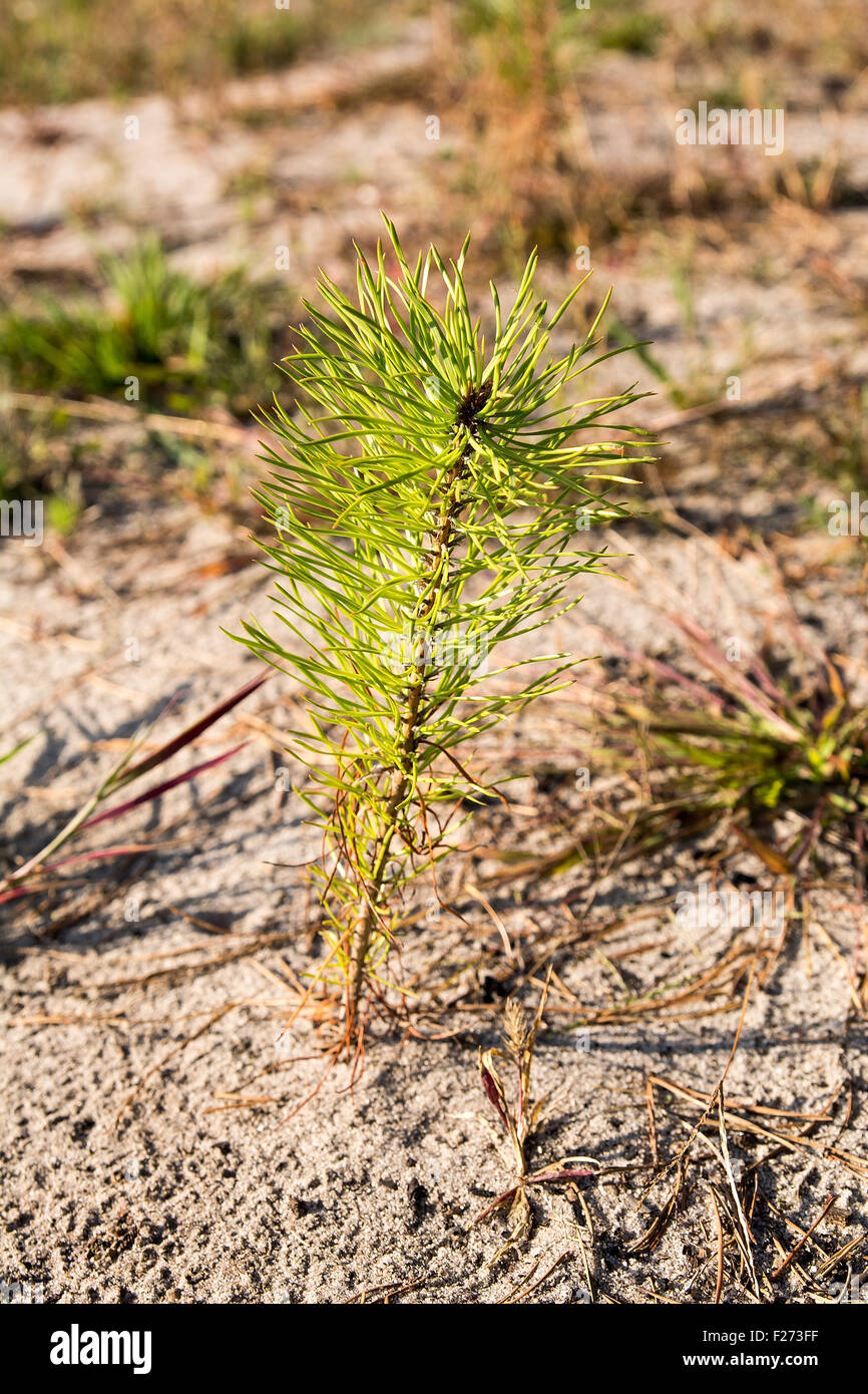 Pine tree seedling Stock Photo - Alamy