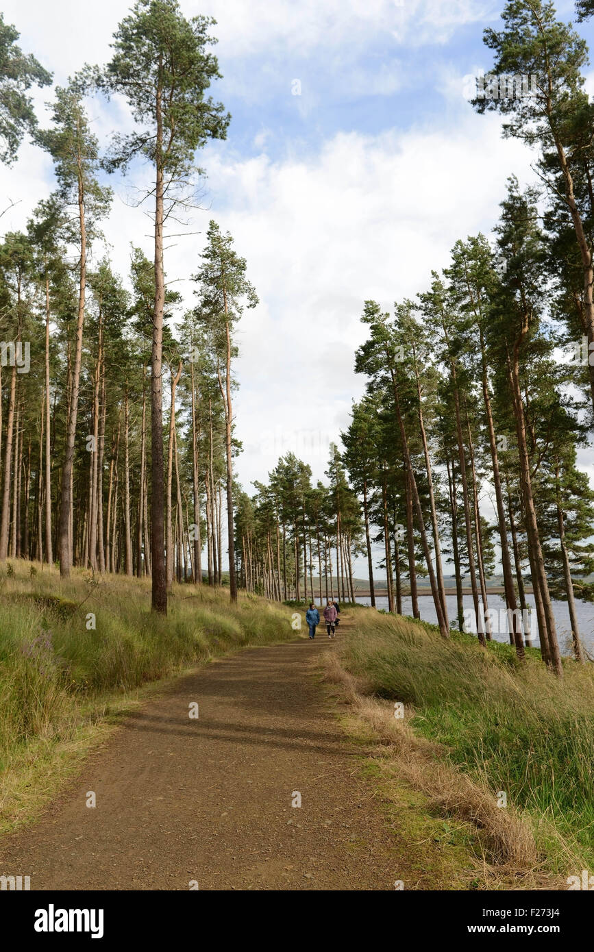WALKING IN THE WOODS BESIDE KIELDER RESERVOIR, KIELDER, NORTHUMBERLAND ...