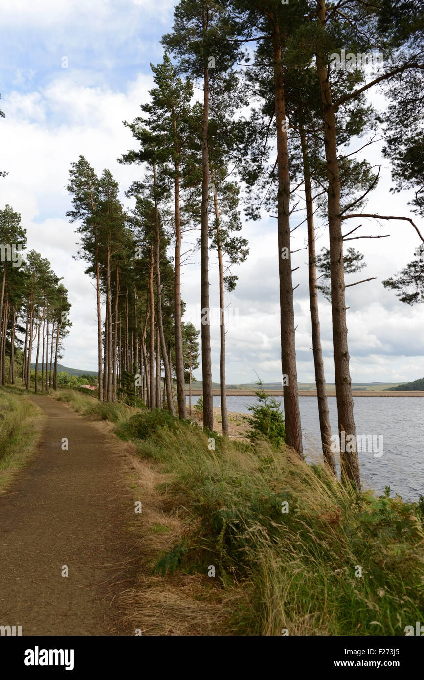 WALKING IN THE WOODS BESIDE KIELDER RESERVOIR, KIELDER, NORTHUMBERLAND ...
