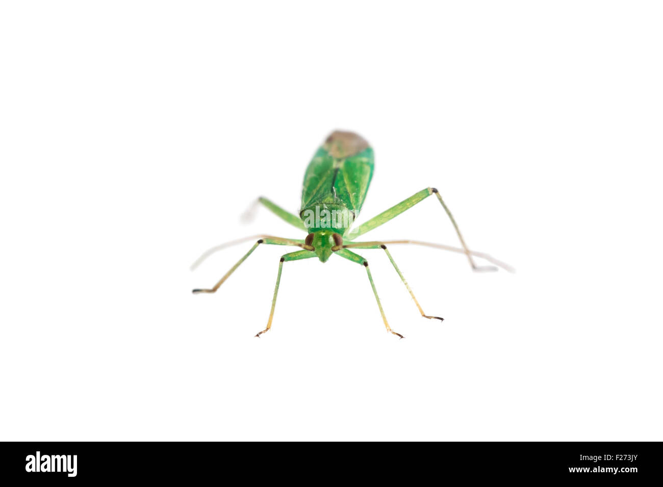Green fly isolated on white background Stock Photo - Alamy
