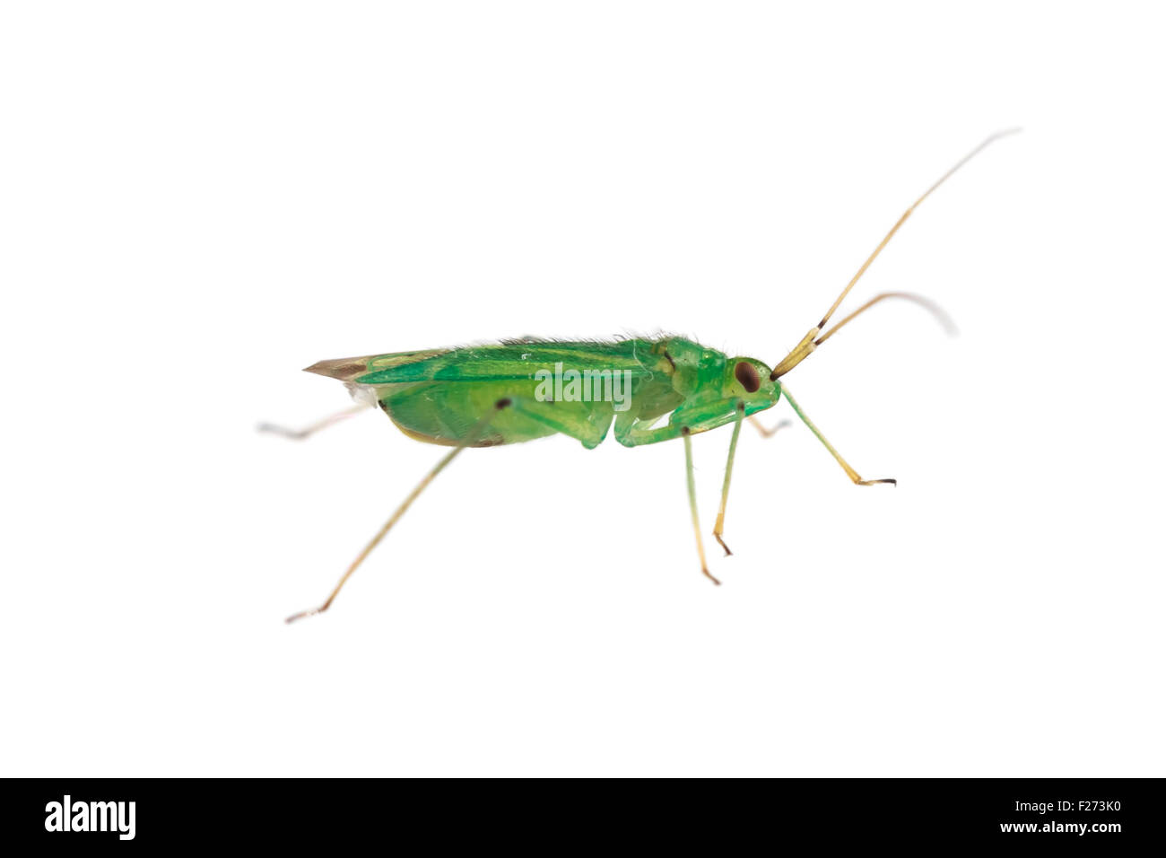 Green fly isolated on white background Stock Photo - Alamy