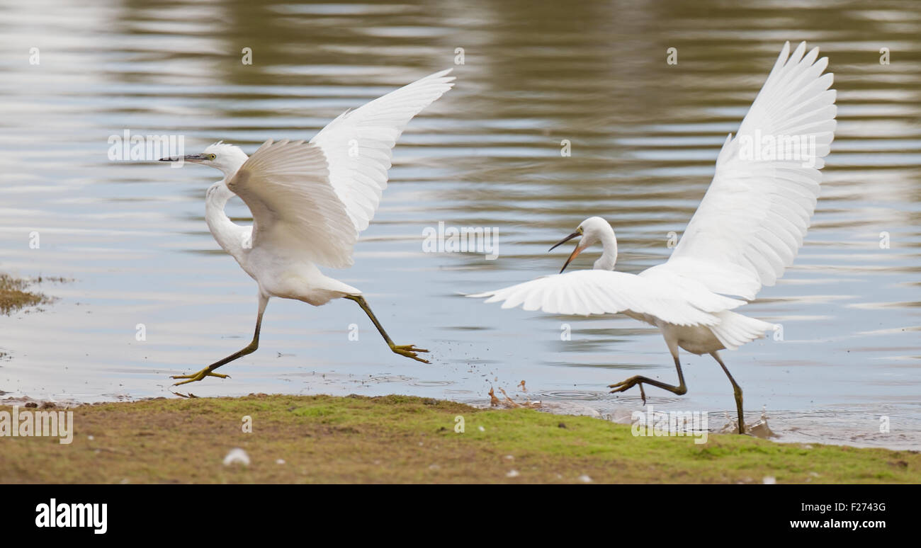 Little Egret spat Stock Photo - Alamy
