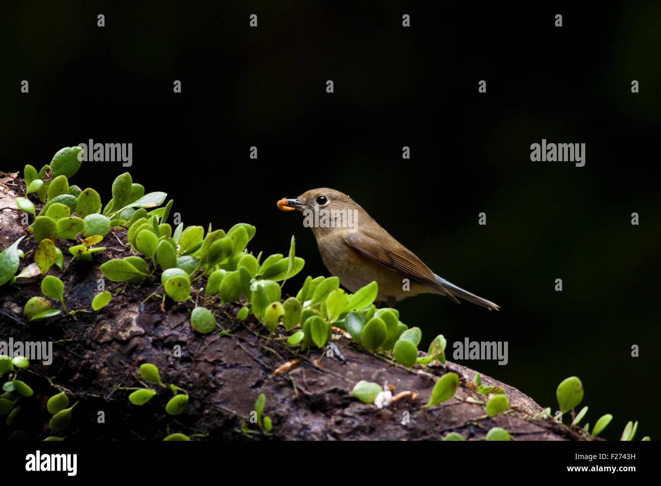 Blue tail hi-res stock photography and images - Alamy