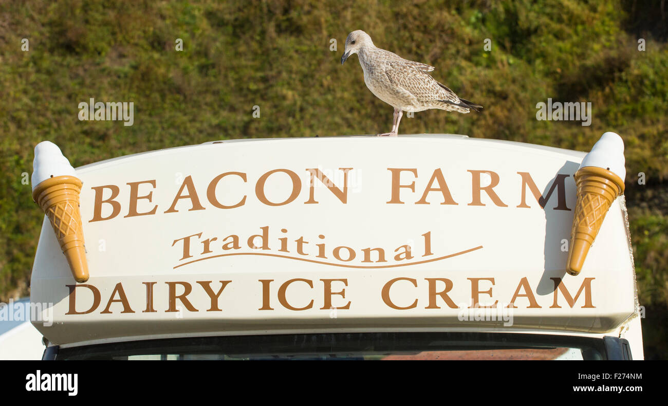 Gull on ice cream van. UK Stock Photo - Alamy