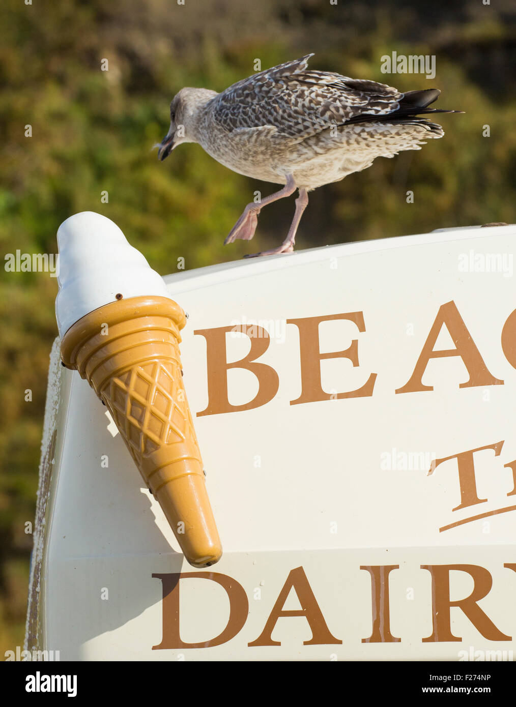Gull on ice cream van. UK Stock Photo - Alamy