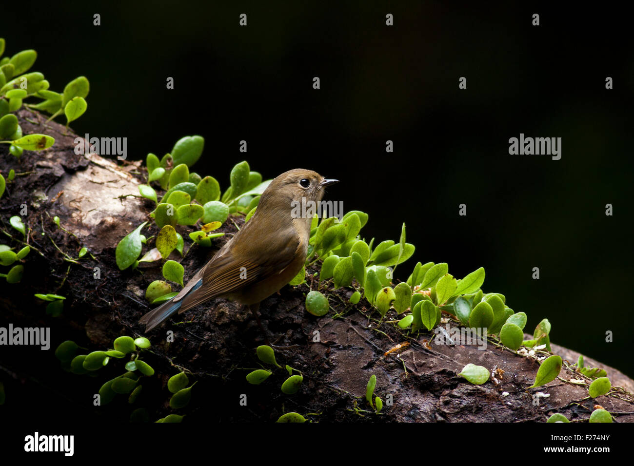 Blue tail hi-res stock photography and images - Alamy