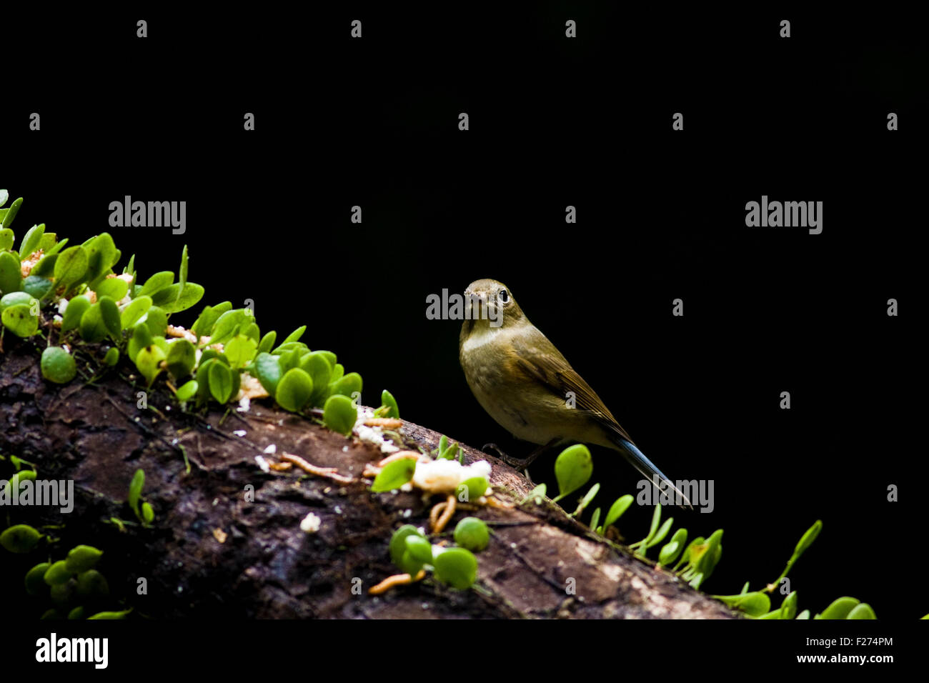 Blue tail hi-res stock photography and images - Alamy