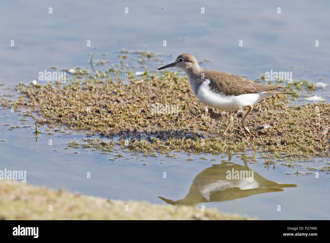 Common sandpiper uk hi-res stock photography and images - Alamy