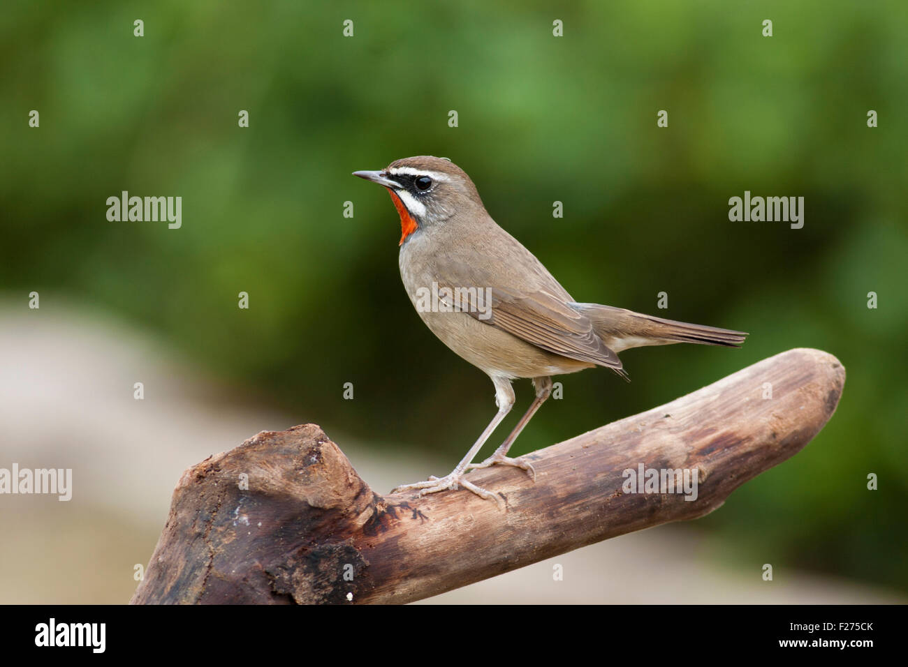 Ruby male hi-res stock photography and images - Alamy