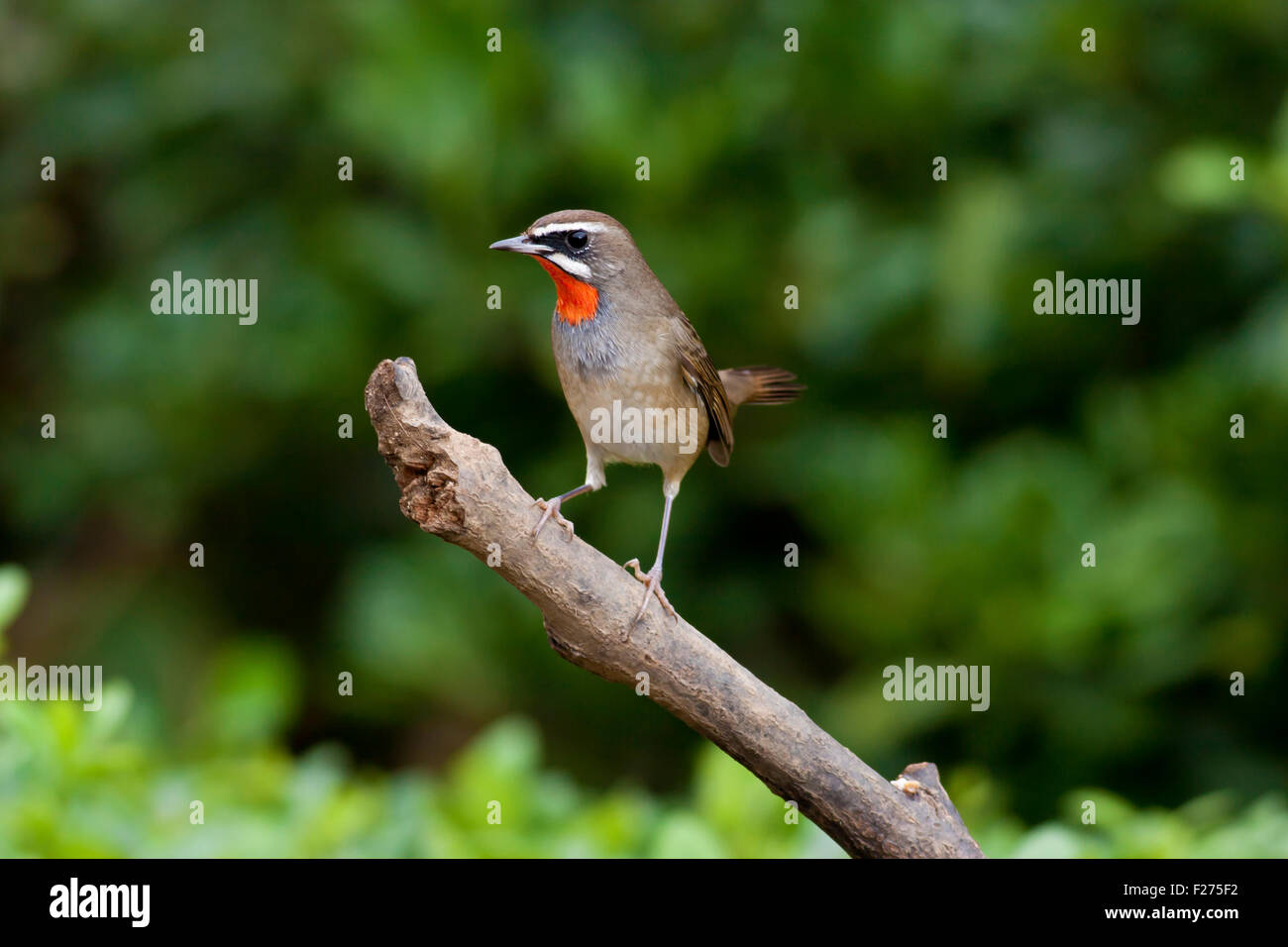 Ruby male hi-res stock photography and images - Alamy