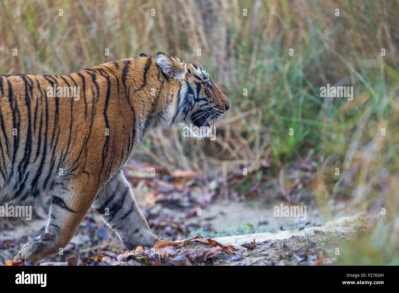 Sub adult Bengal Tiger Prowling at Jim Corbett National Park, India ...