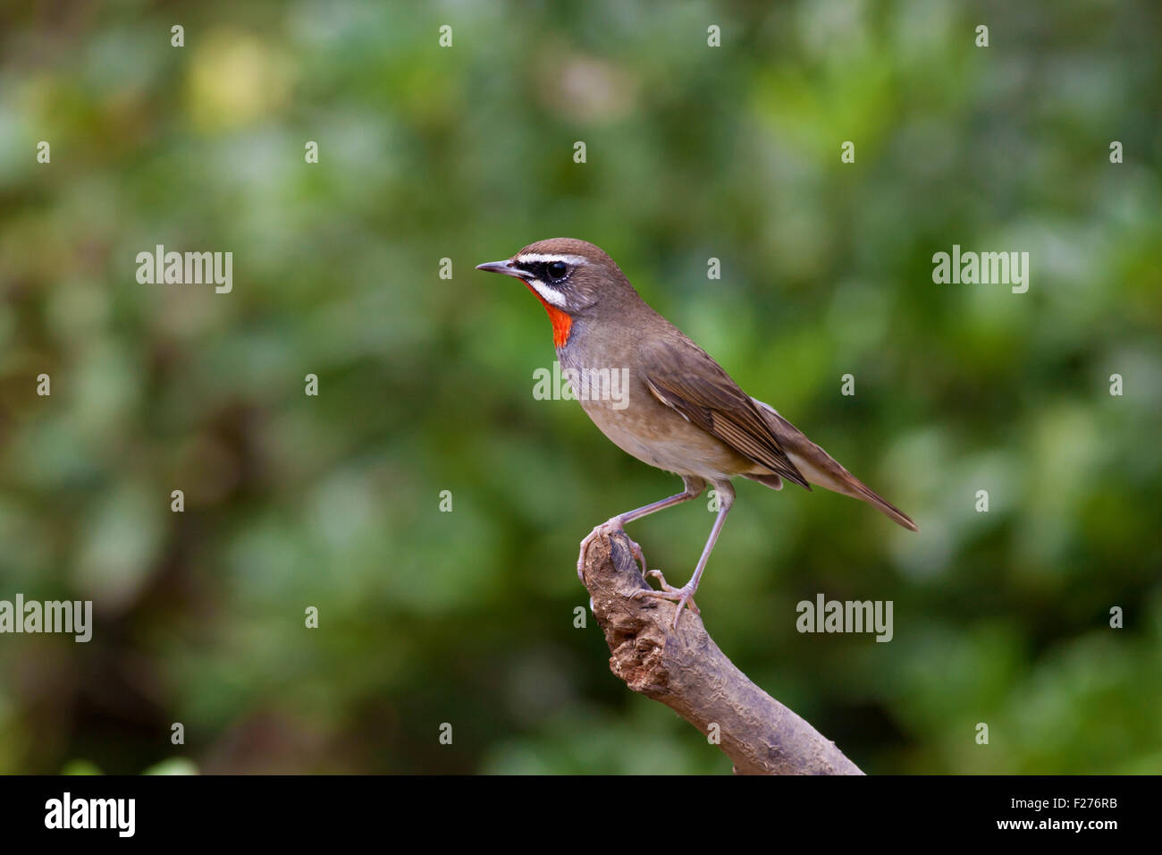 Ruby male hi-res stock photography and images - Alamy