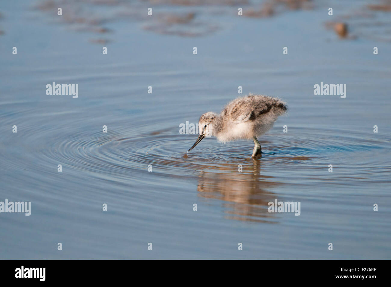 Baby avocet uk hi-res stock photography and images - Alamy
