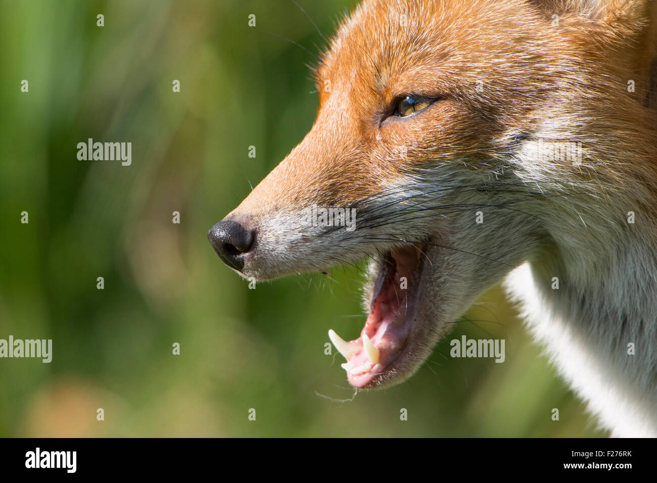 Fox face close up hi-res stock photography and images - Alamy