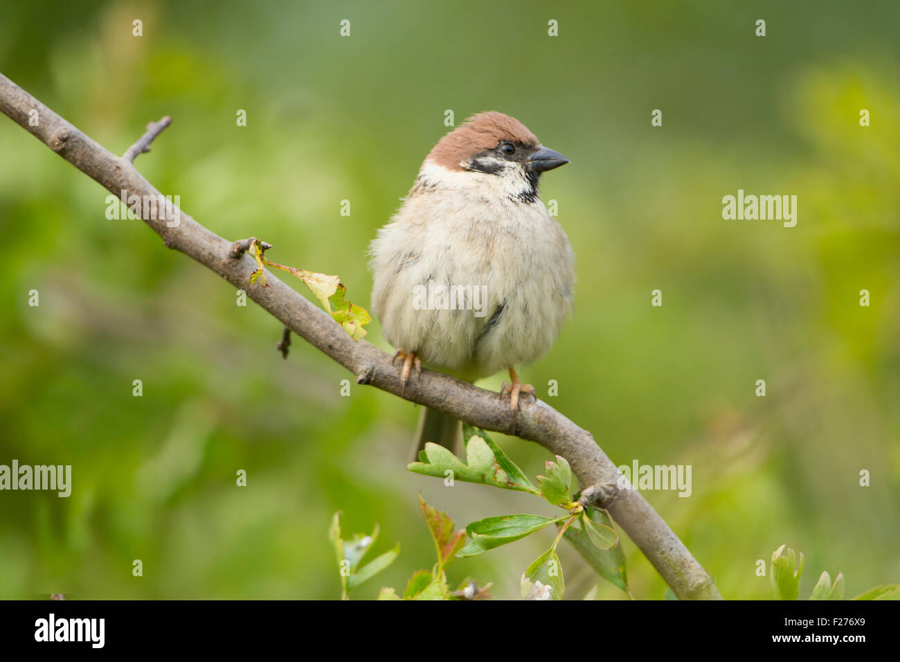 A Tree Sparrow, perched in Hawthorn. RSPB Bempton Cliffs, Yorkshire, UK ...