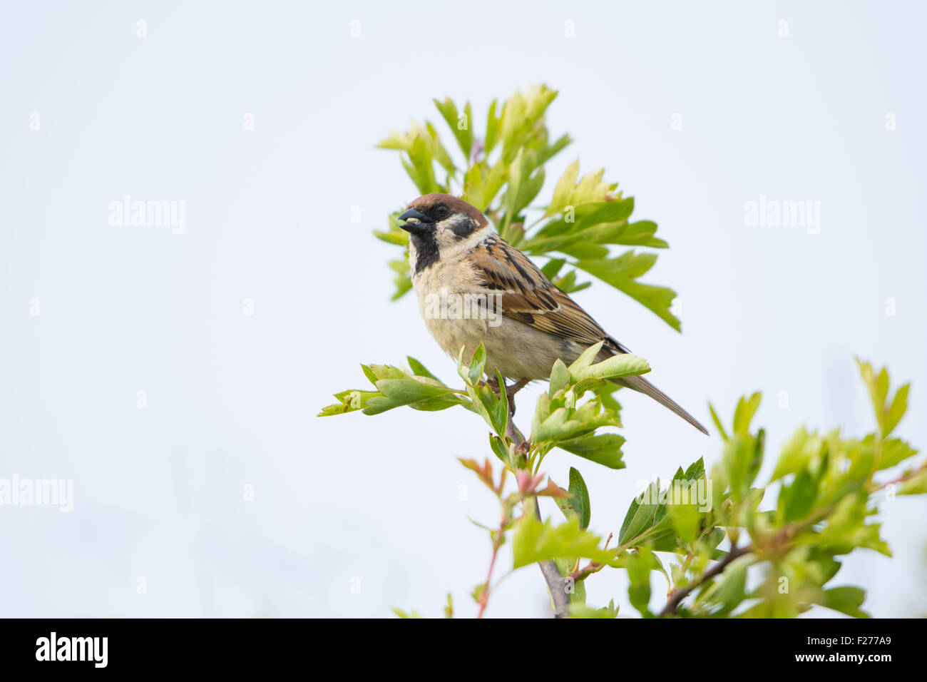 A Tree Sparrow, perched in Hawthorn. RSPB Bempton Cliffs, Yorkshire, UK ...