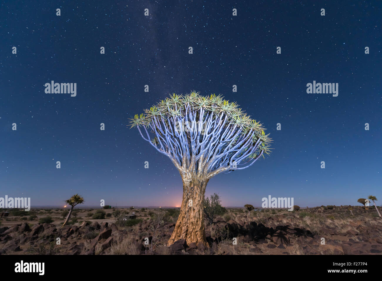 Night sky tree southern africa hi-res stock photography and images - Alamy