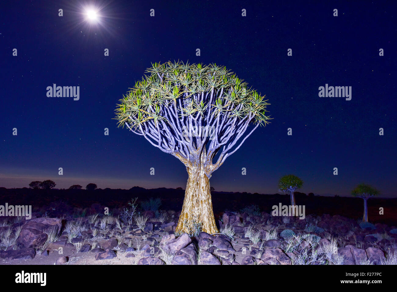 Quiver Tree Forest outside of Keetmanshoop, Namibia at night Stock ...