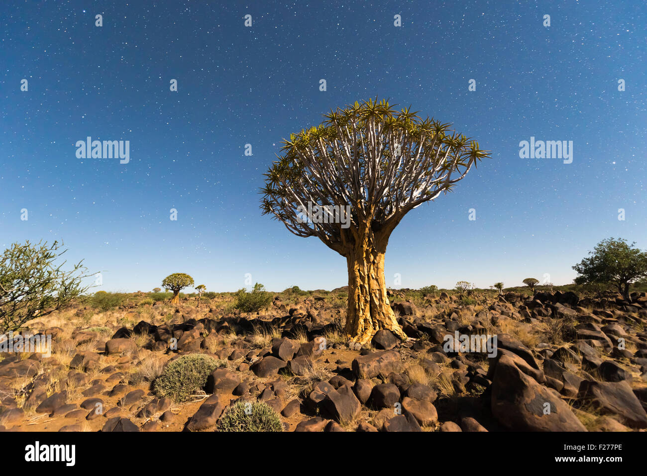 Quiver Tree Forest outside of Keetmanshoop, Namibia at night Stock ...