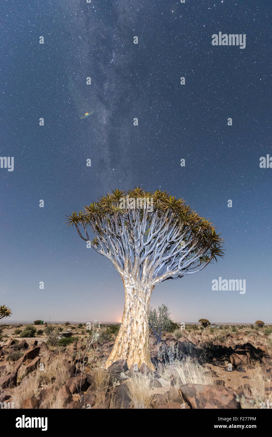Night sky tree southern africa hi-res stock photography and images - Alamy