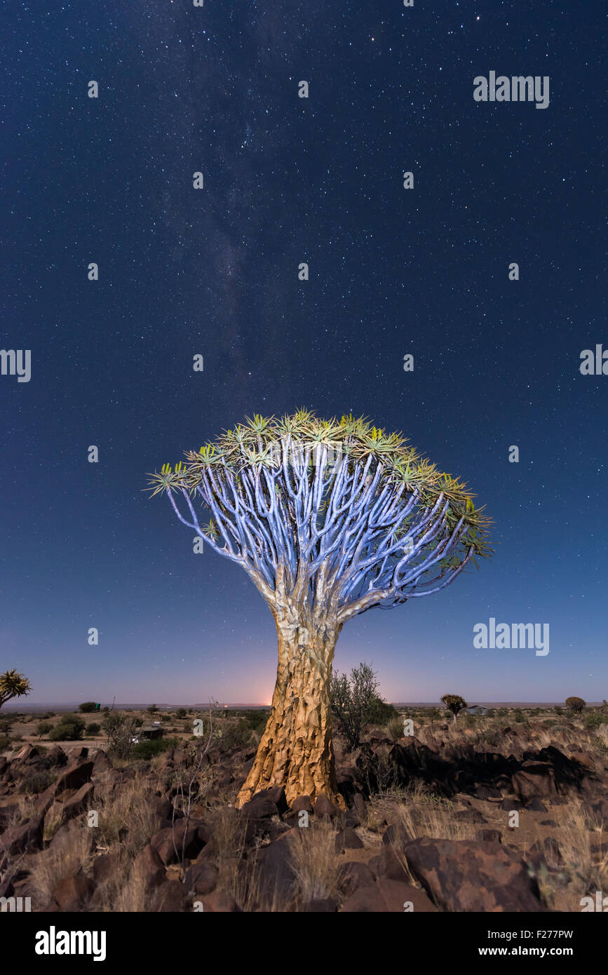 Quiver Tree Forest outside of Keetmanshoop, Namibia at night Stock ...