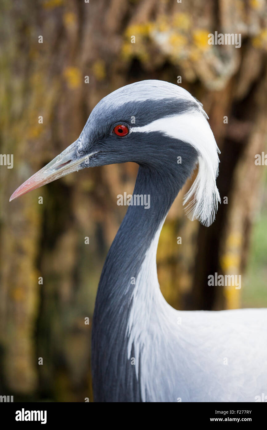 Indian crane bird hi-res stock photography and images - Alamy